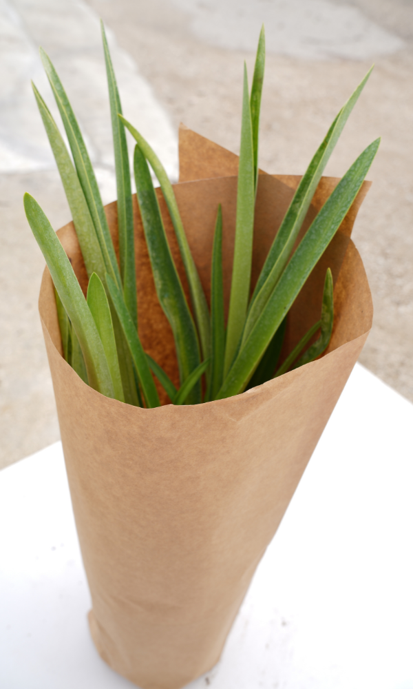 Small To Medium Paper Shipping Sleeves - 250 per pack – D&A Nursery