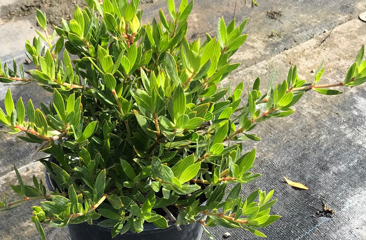 1 Gallon Beach Creeper – D&A Nursery