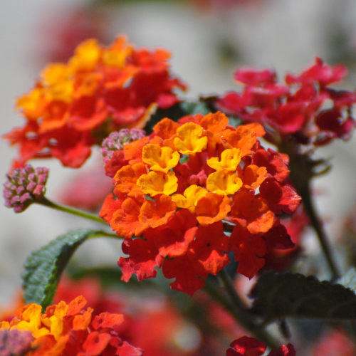1 Gallon Lantana - Sunset – D&A Nursery